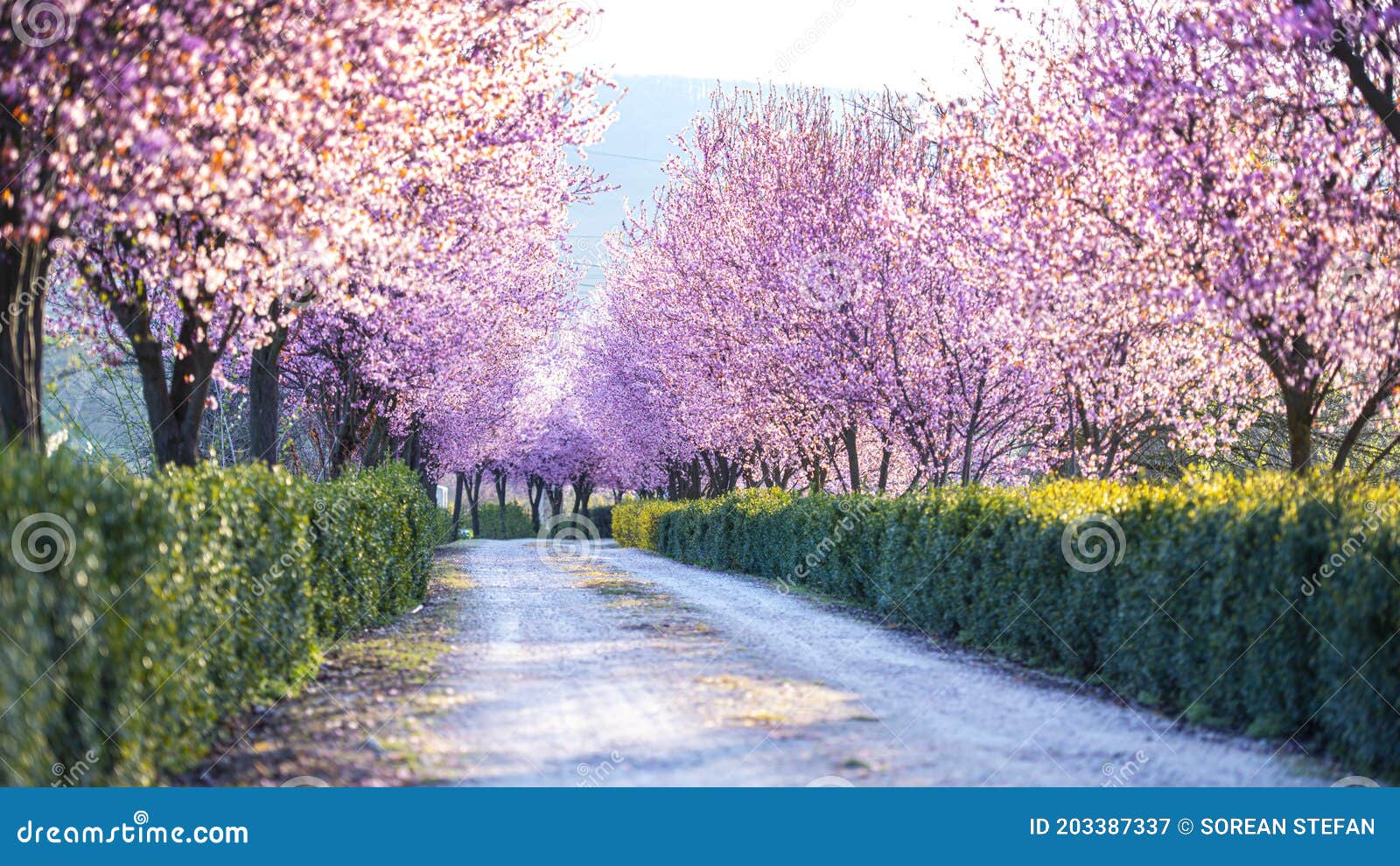 Springtime Field Landscape with Wild Cherry Flowers Stock Image - Image ...