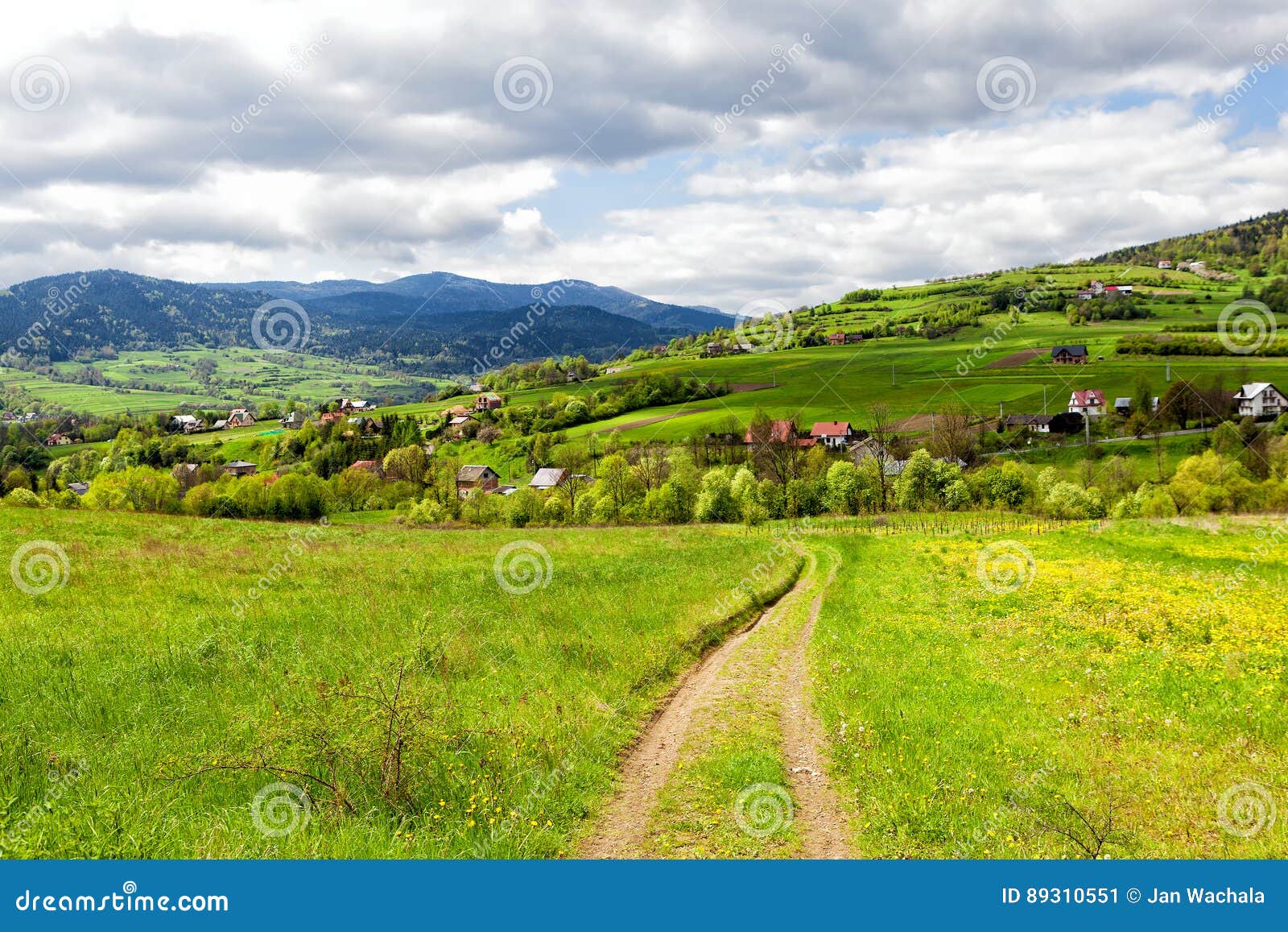 Springtime landscape stock image. Image of blooming, forest - 89310551
