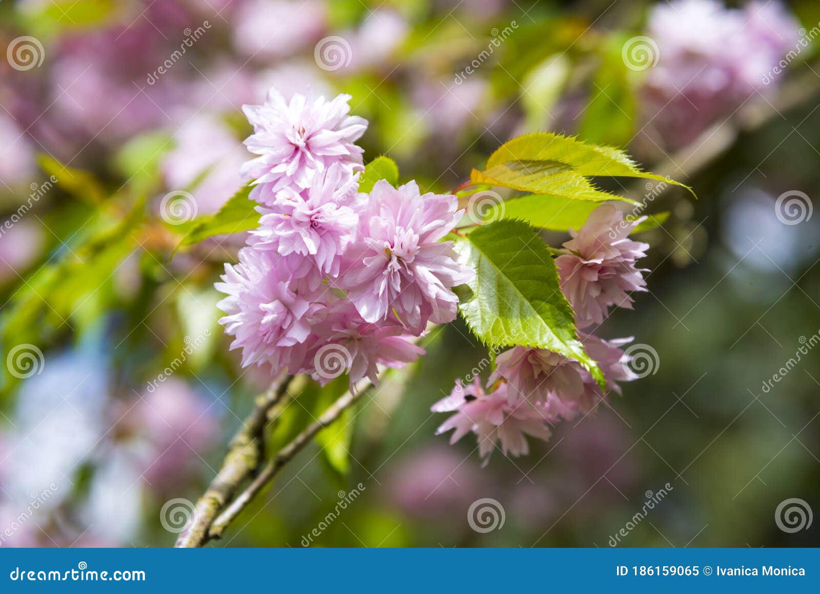 Wild Spring Flowers in the Park Stock Image - Image of cityscape, cityn ...