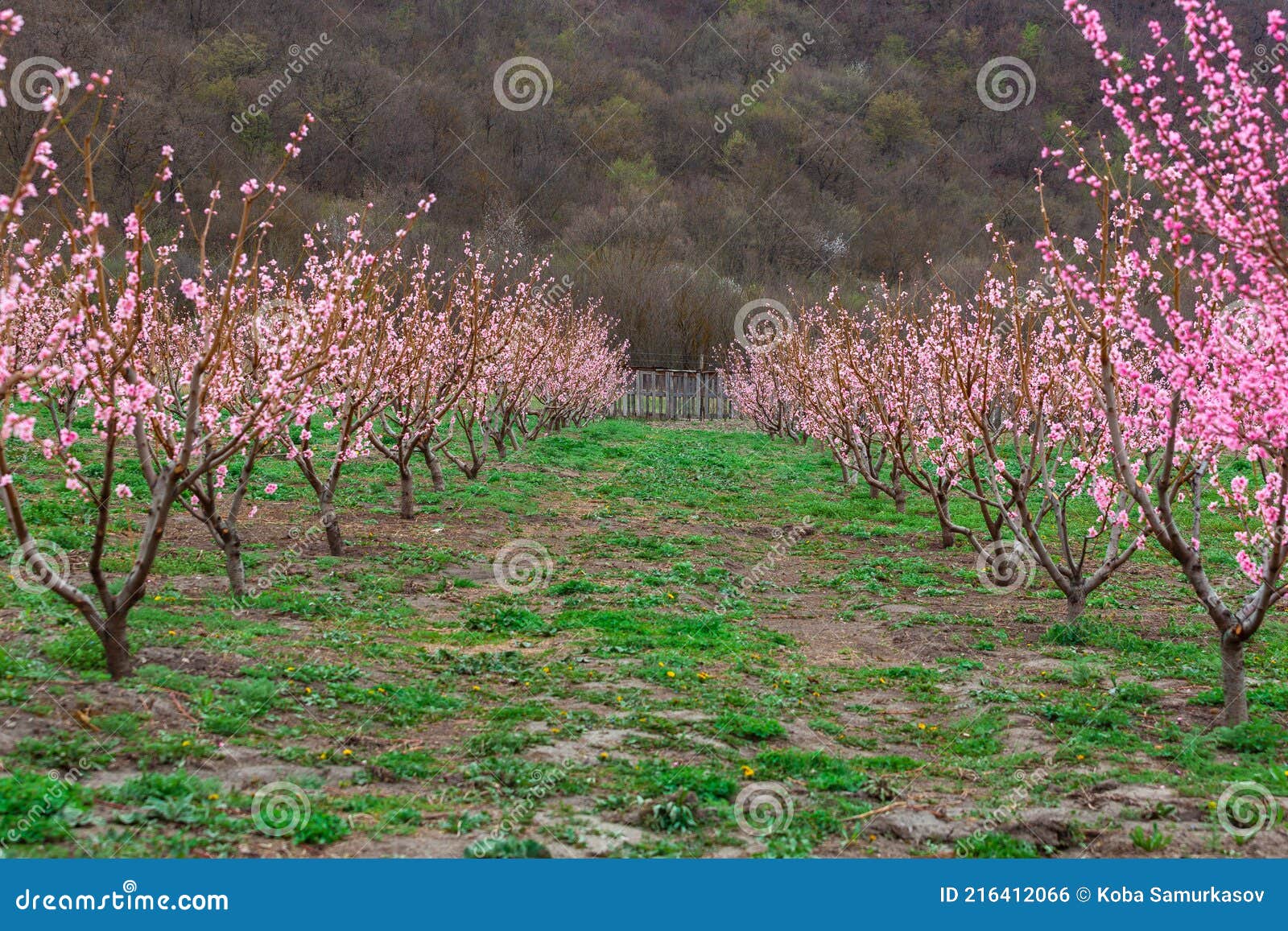 Springtime Landscape with Peach Tree Orchards in the Countryside Stock ...