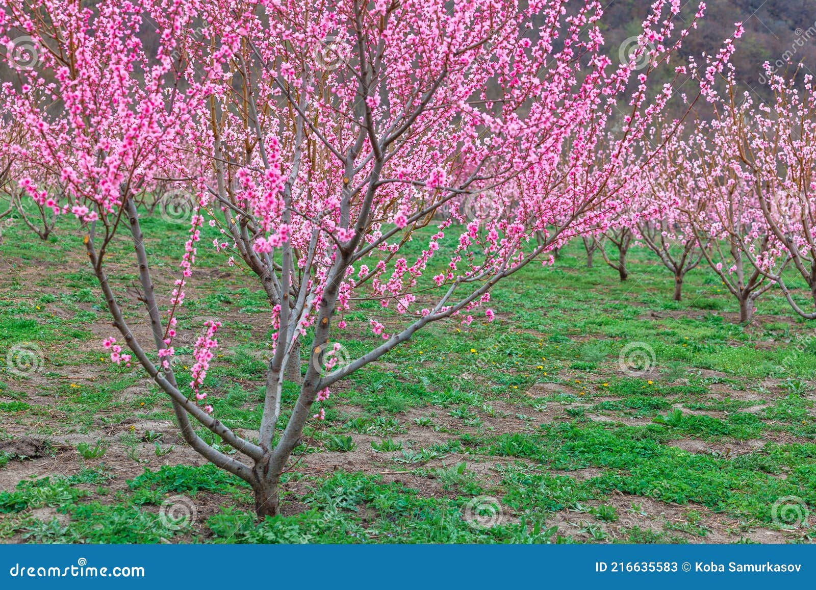 Springtime Landscape with Peach Tree Orchards in the Countryside Stock ...