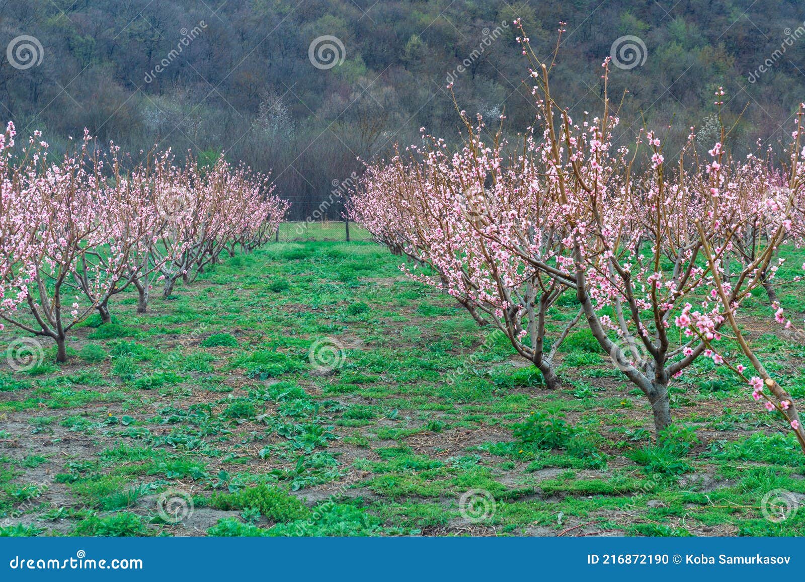 Springtime Landscape with Peach Tree Orchards in the Countryside Stock ...