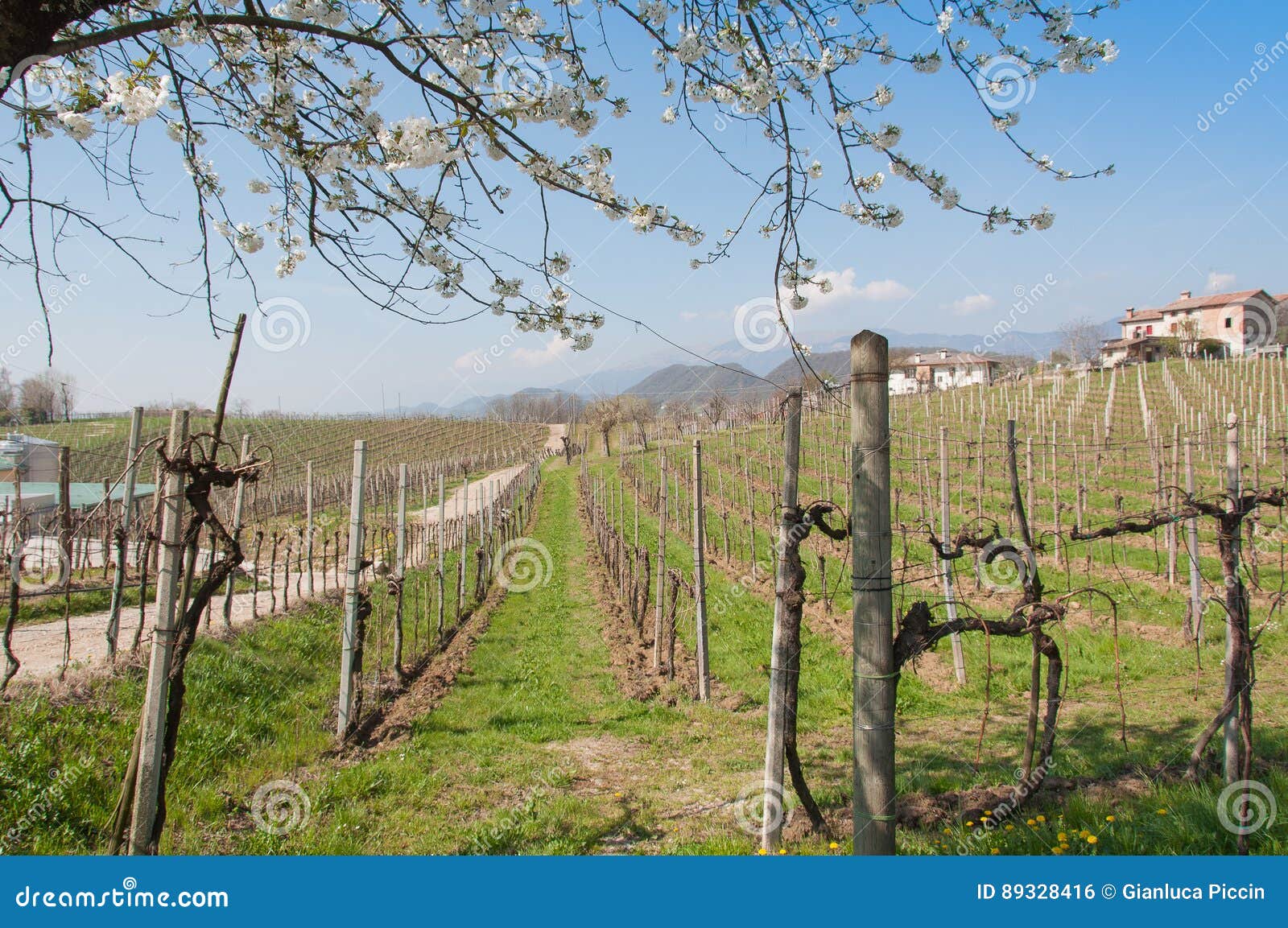 Springtime Landscape in Prosecco Vineyard Hills Stock Photo - Image of ...
