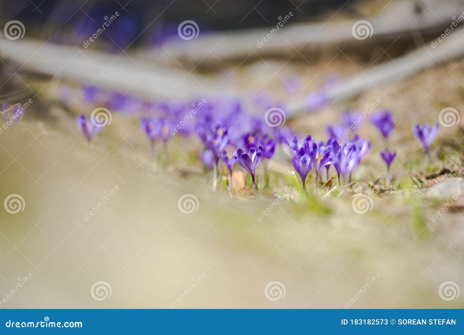 Landscape in the Spring Day at the Sunset in Colibita Stock Image ...