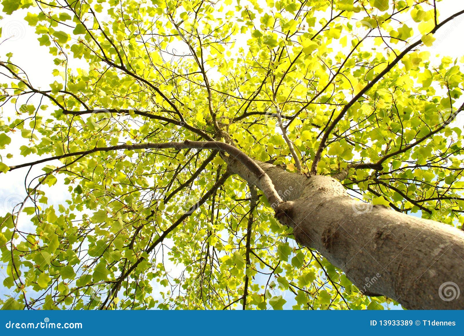 Springtime Leaves stock image. Image of camping, ecological - 13933389