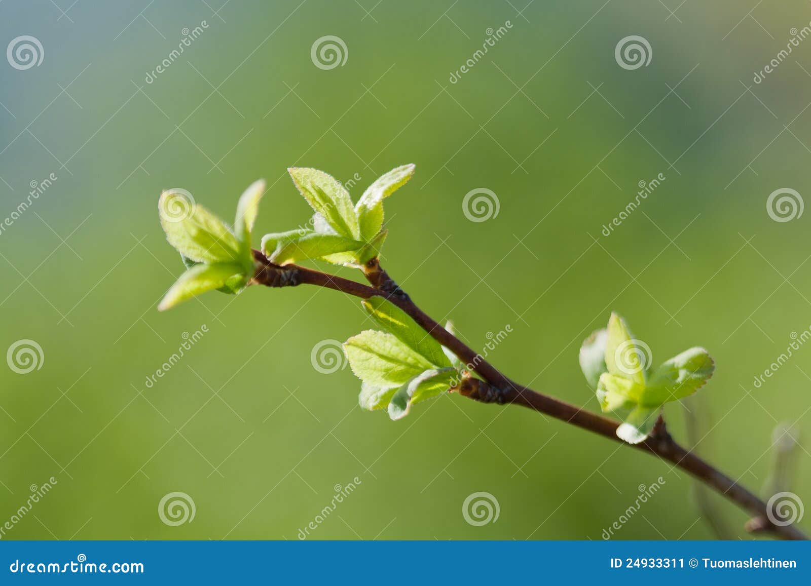 Springtime leaves stock image. Image of blossom, horizontal - 24933311