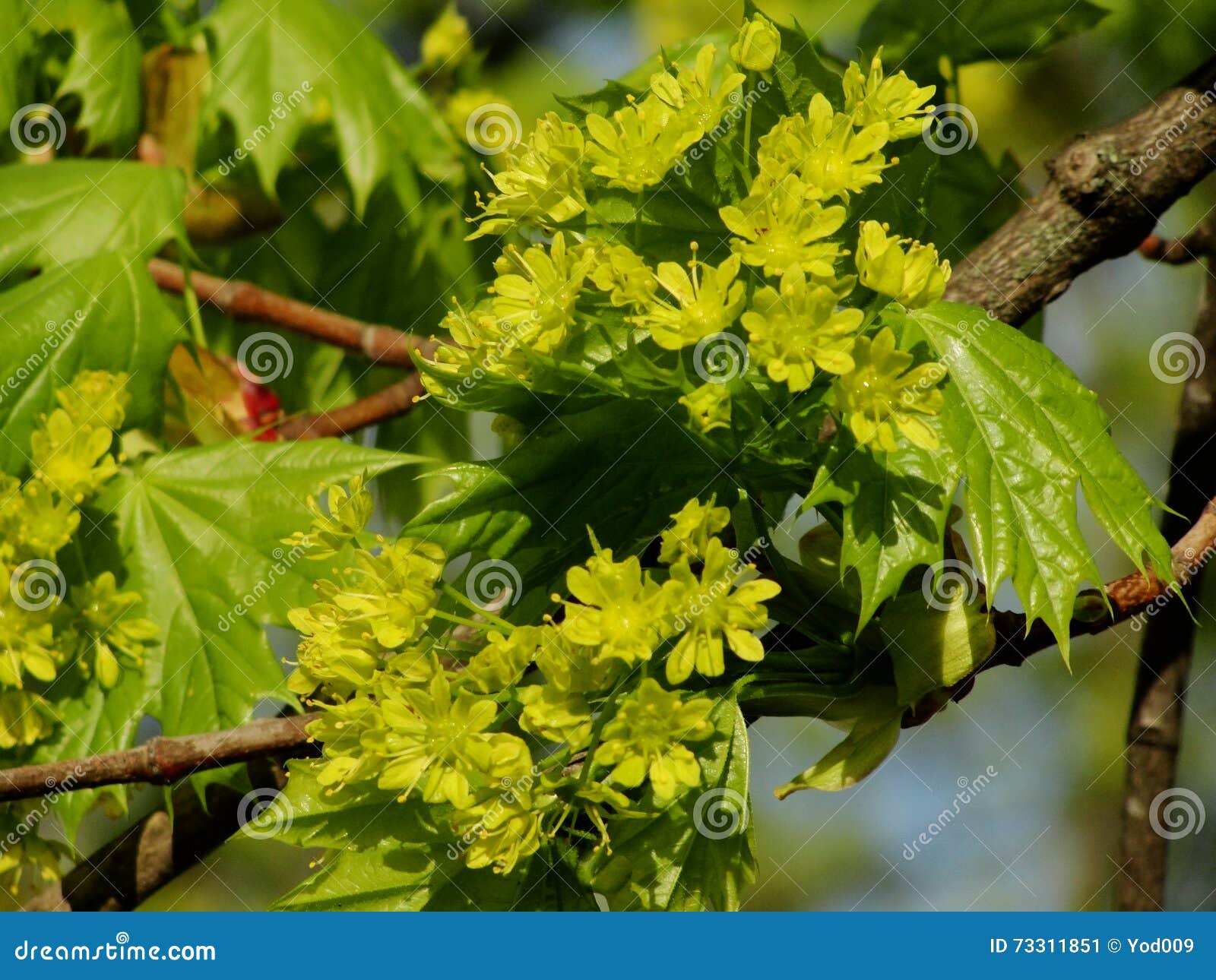 Springtime. Maple. stock image. Image of spring, recency - 73311851