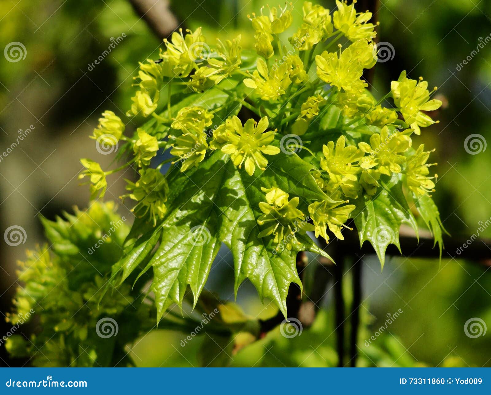 Springtime. Maple. stock photo. Image of flowers, nectary - 73311860