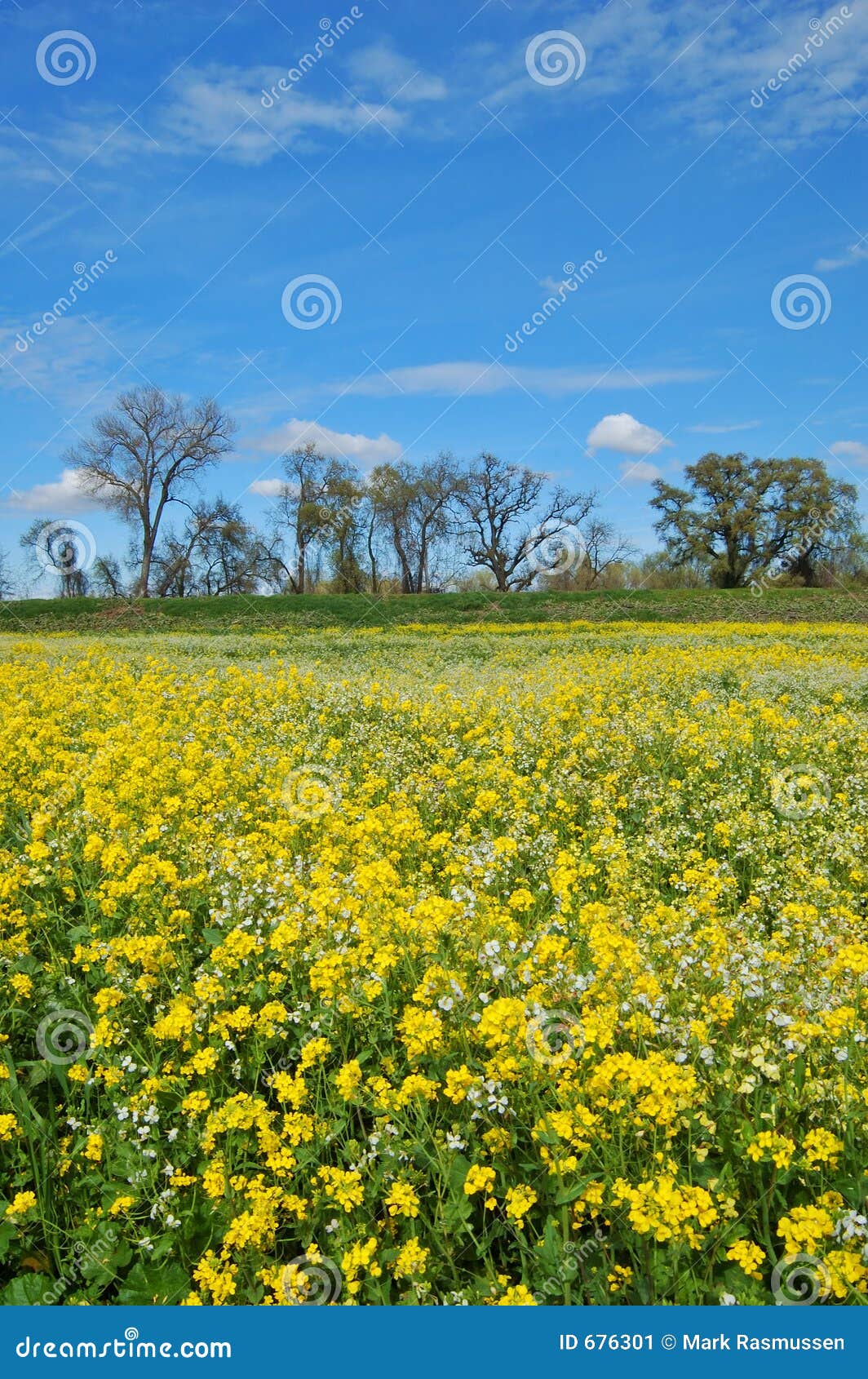 Springtime meadow stock image. Image of blue, colusa, flower - 676301