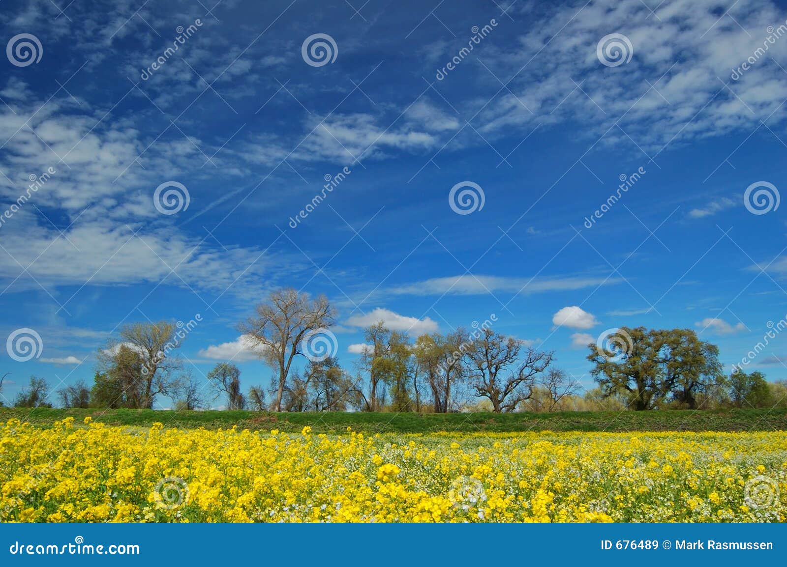 Springtime meadow stock image. Image of plain, field, cumulus - 676489