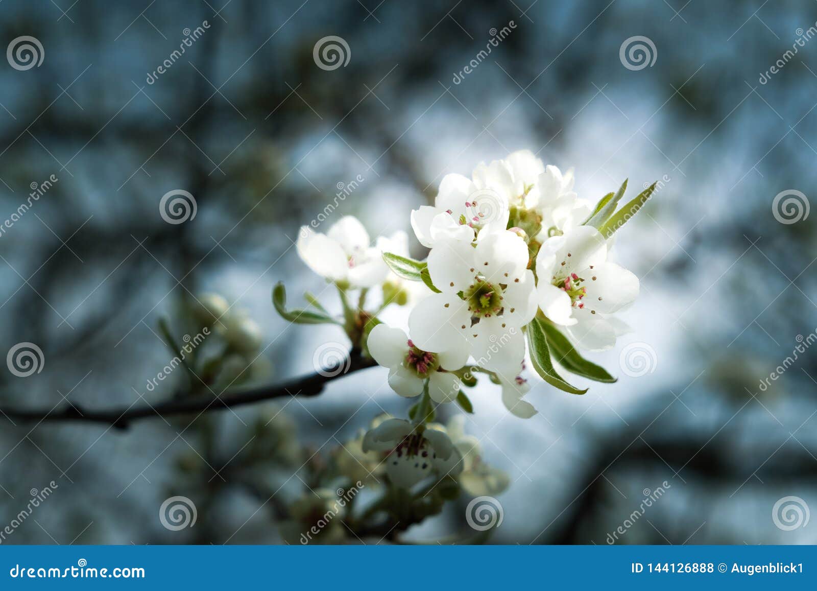 Springtime Messenger stock photo. Image of outdoor, garden - 144126888