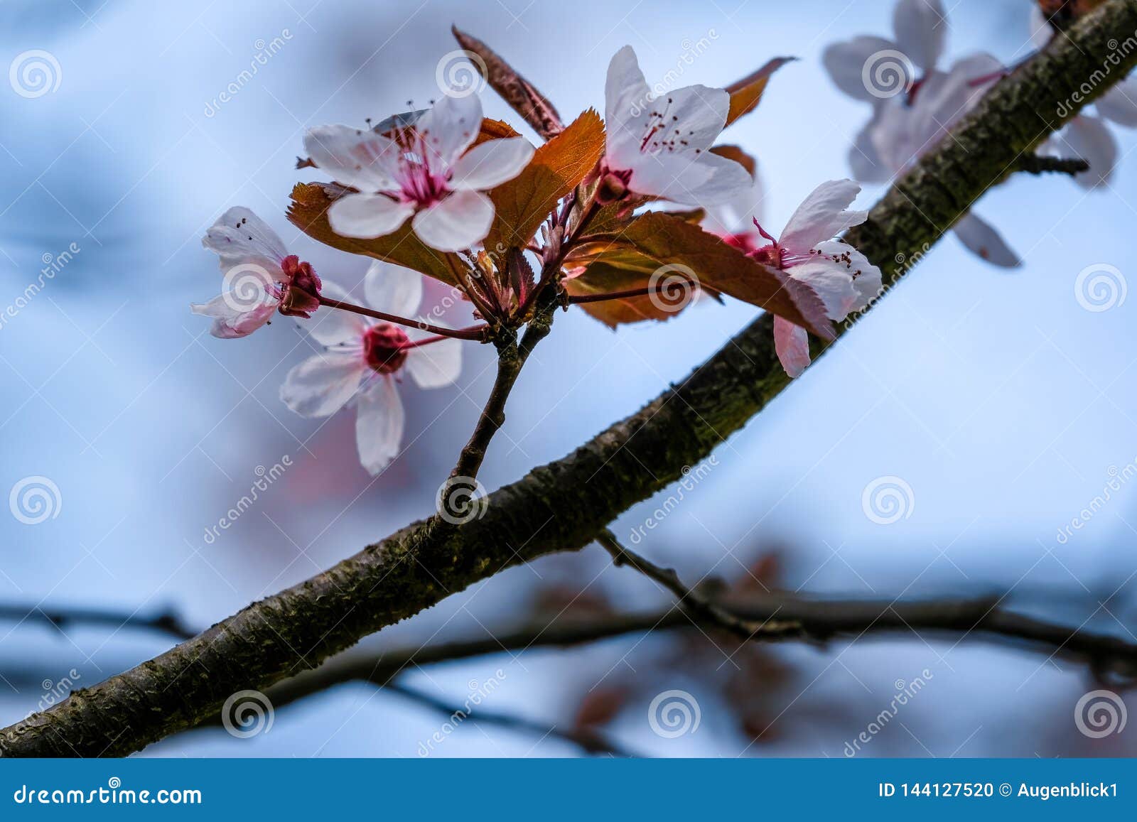 Springtime Messenger stock photo. Image of holiday, green - 144127520
