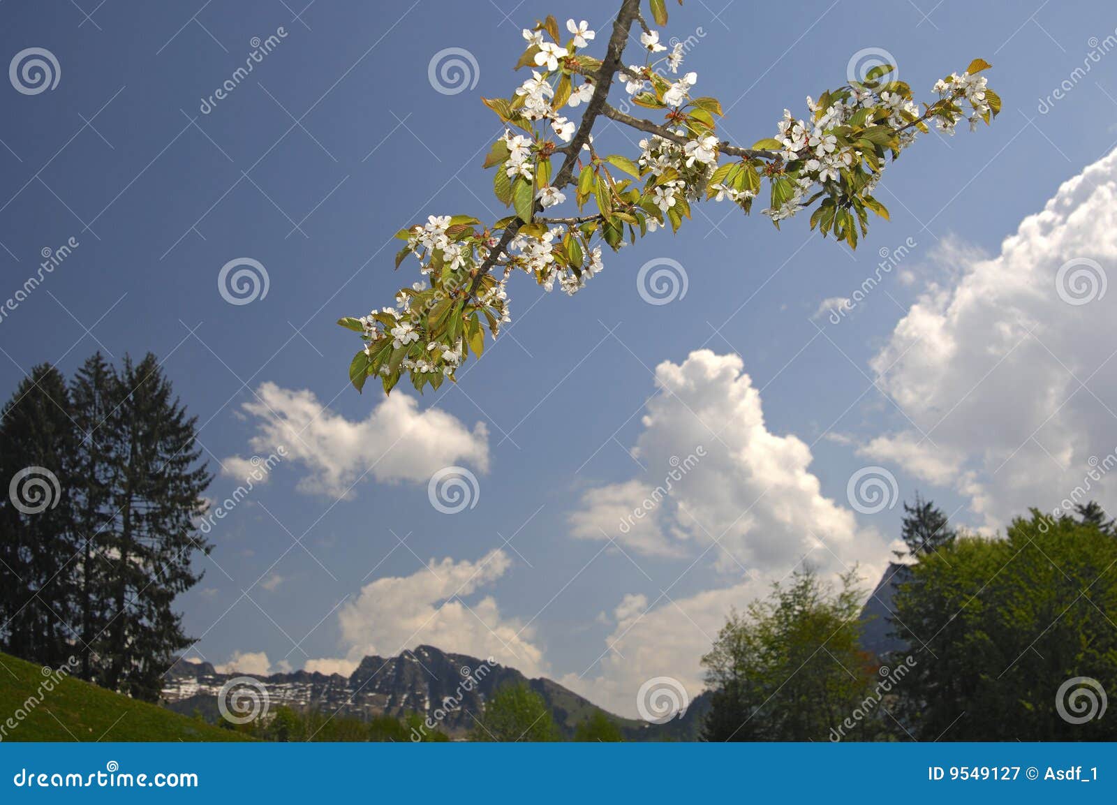 Springtime in the Mountains Stock Image - Image of scenic, blossoming ...