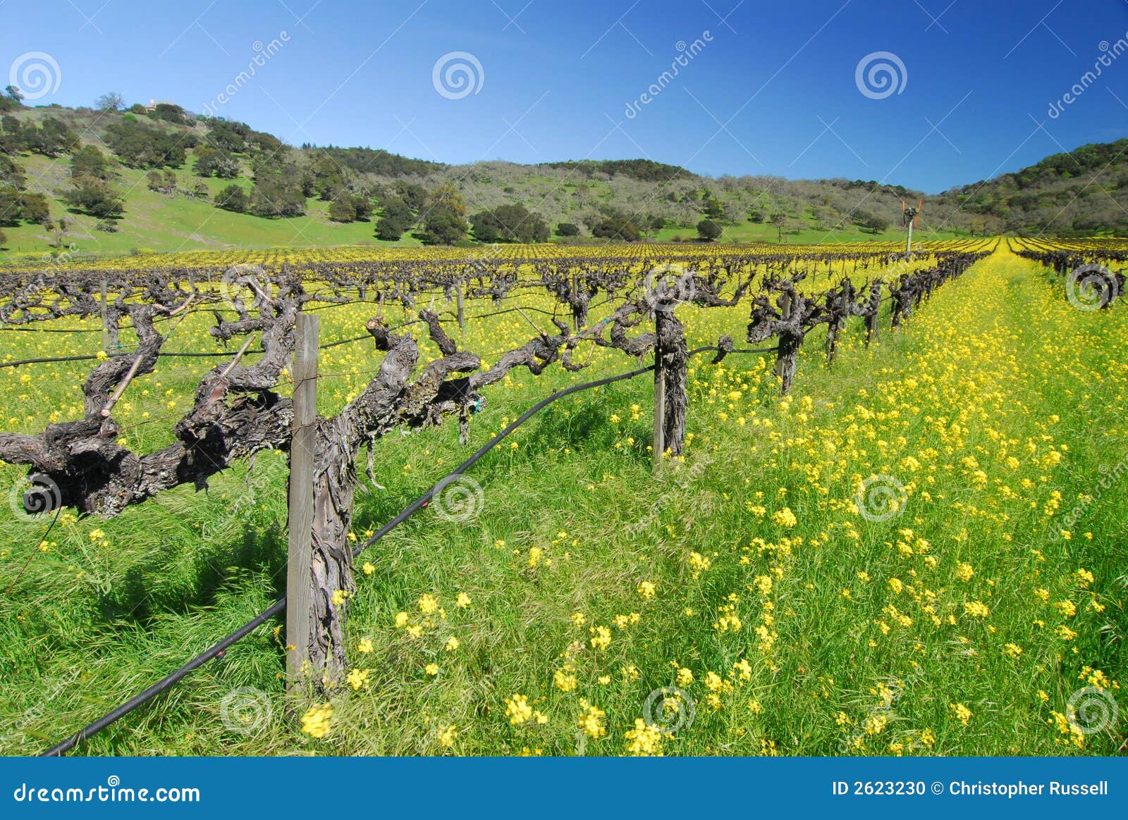 Springtime in Napa stock photo. Image of vine, spring - 2623230