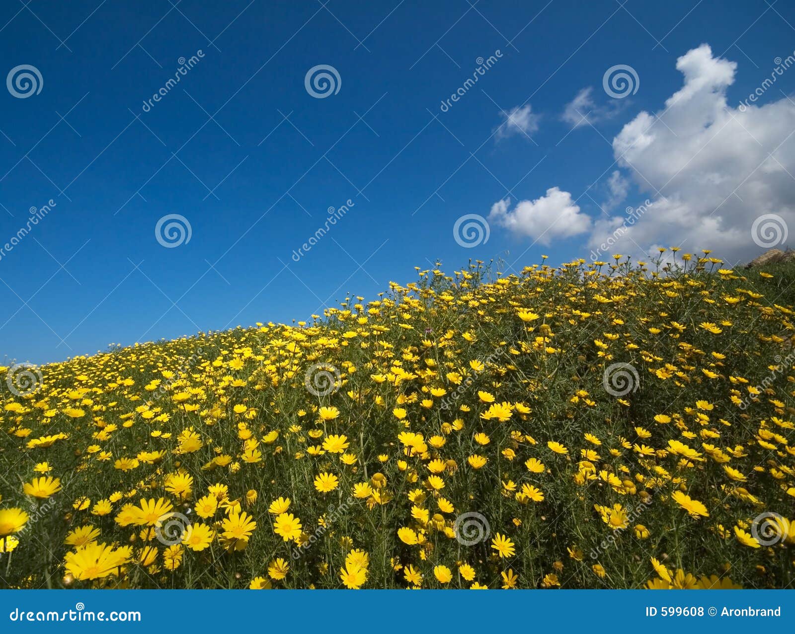Springtime in nature stock photo. Image of blossom, bloom - 599608