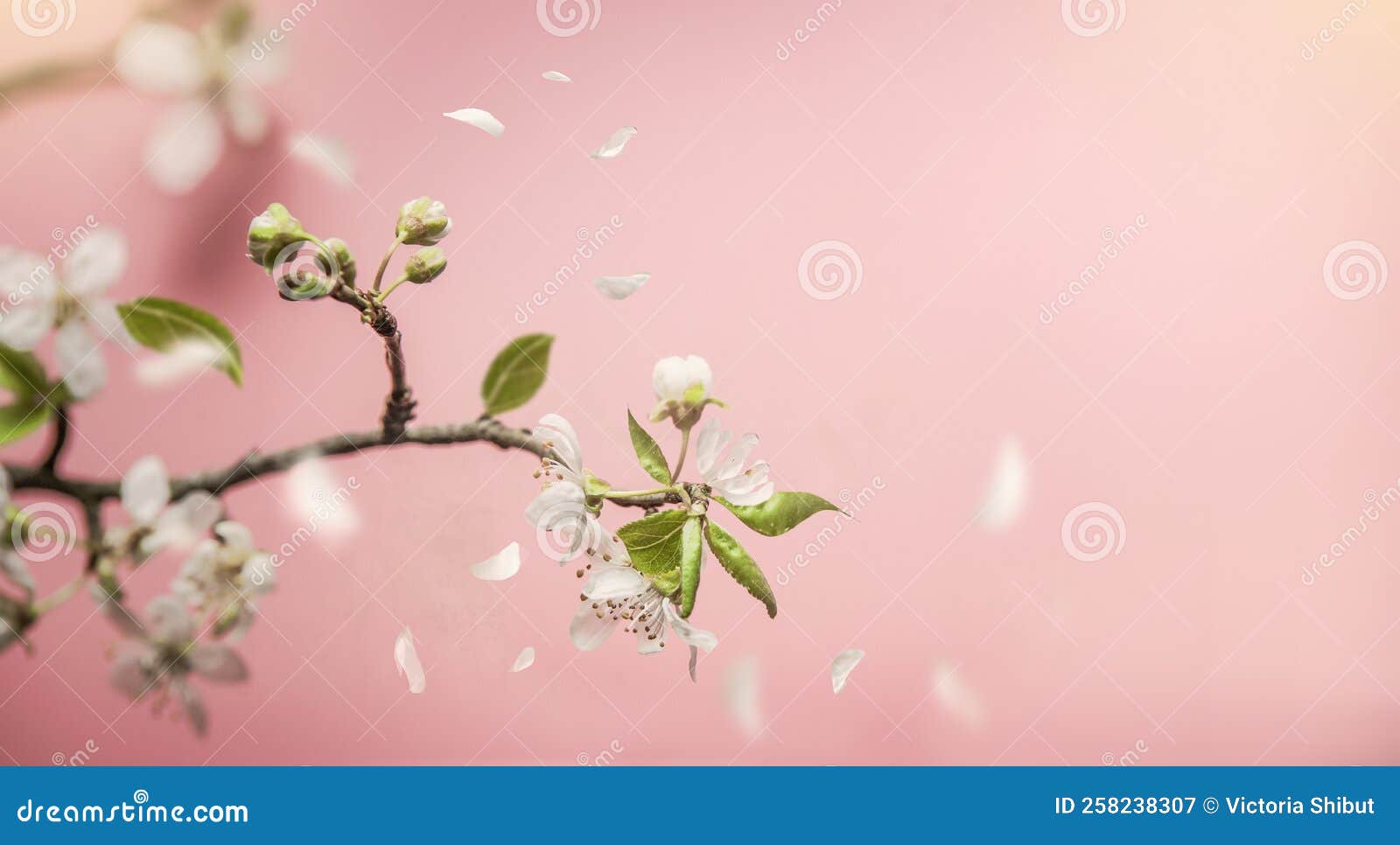 Springtime Nature Background with Delicate Cherry Blossom Branch and ...