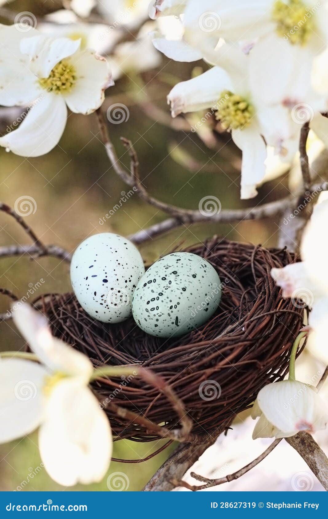 Springtime Nest stock image. Image of blooming, flora - 28627319