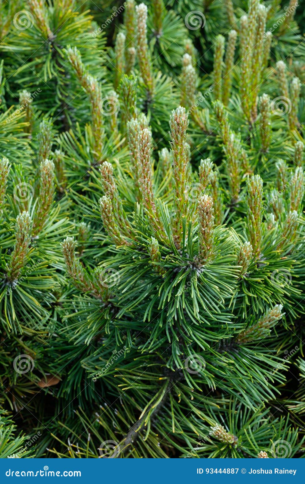 Springtime New Plant Growth Stock Image - Image of growth, oregon: 93444887