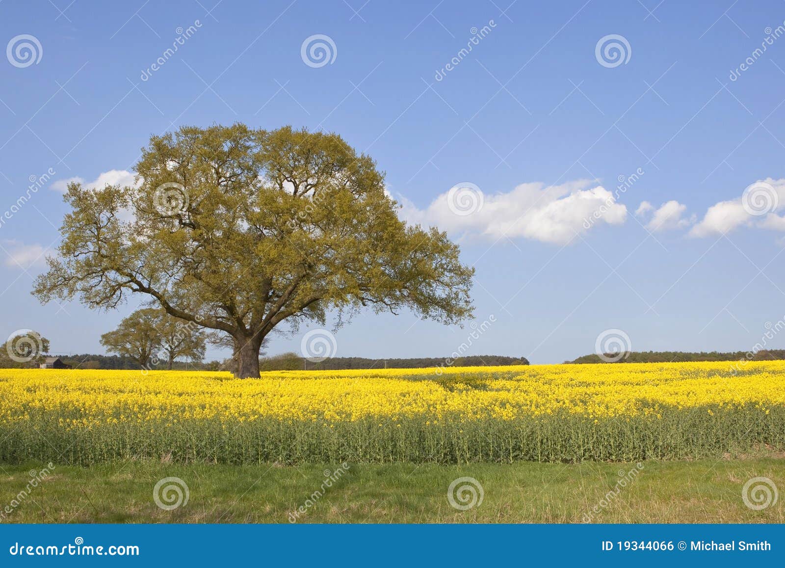 Springtime oak tree stock photo. Image of outdoors, farmland - 19344066