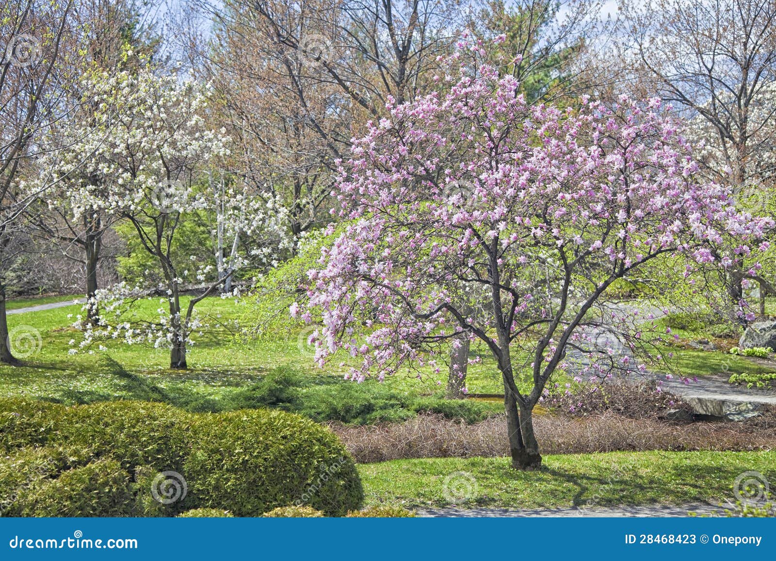Springtime Park stock image. Image of plant, path, leaves - 28468423