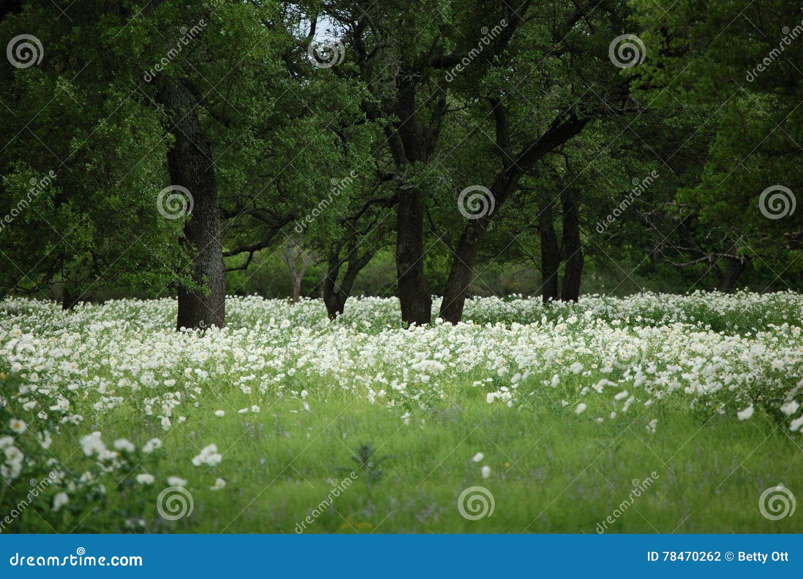 Springtime Pasture in Central Texas Stock Photo - Image of spring ...