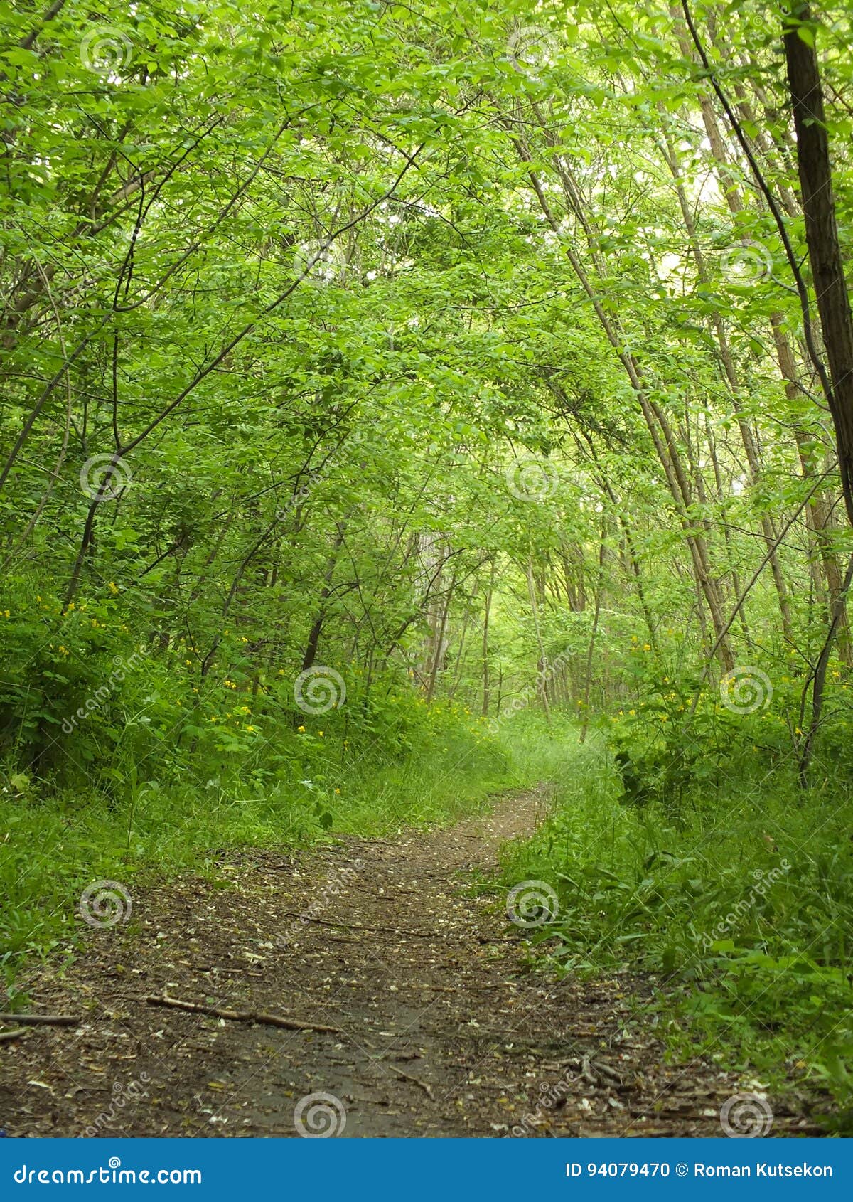 Springtime. Path in the Woods Stock Photo - Image of spring, forest ...