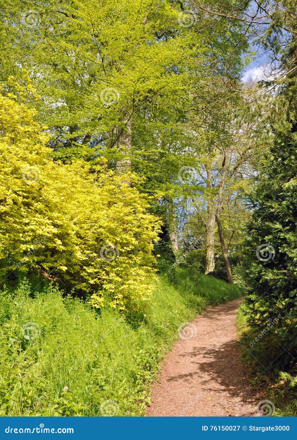 Springtime Pathway through the Trees. Stock Image - Image of nature ...