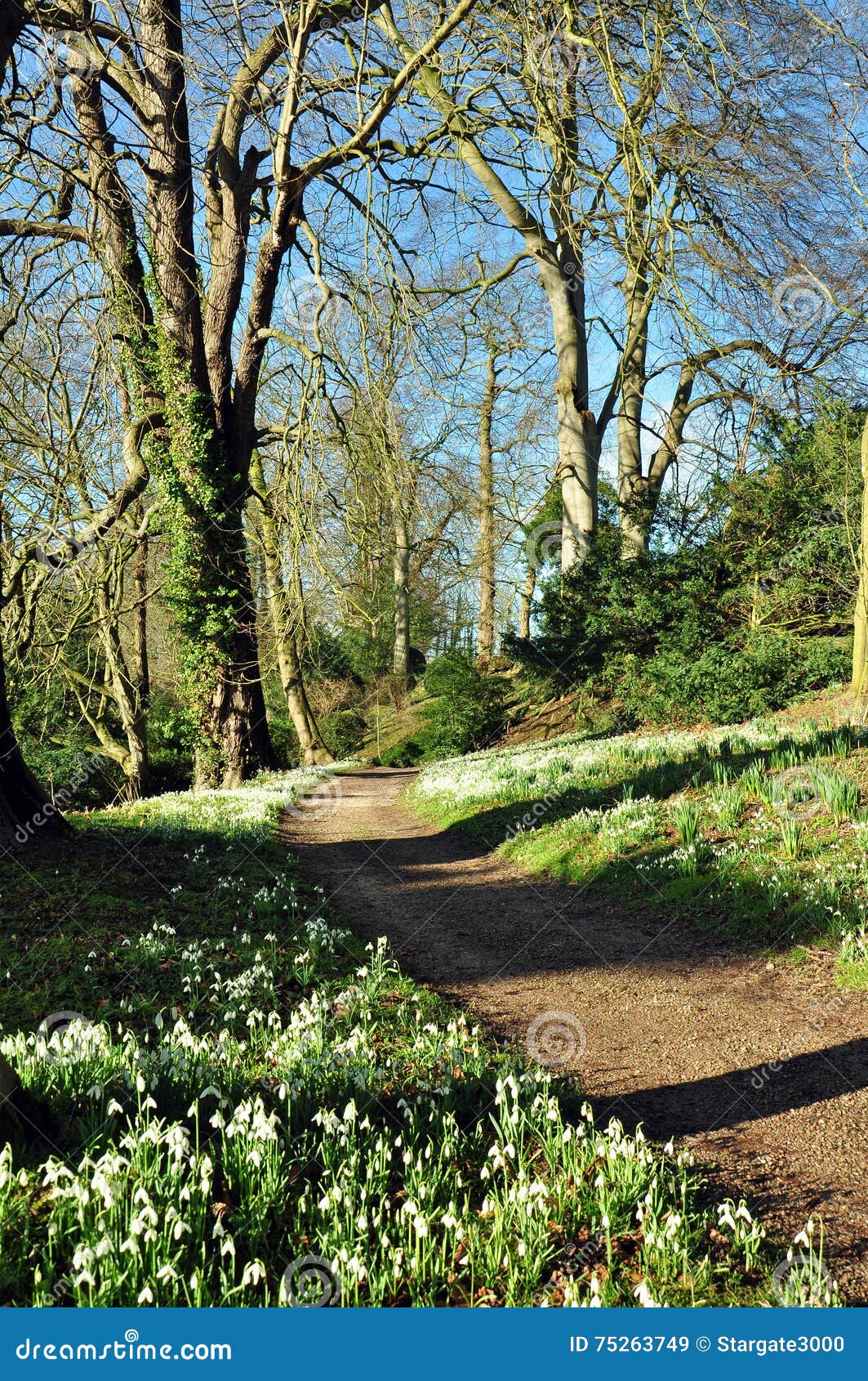Springtime pathways stock image. Image of plants, country - 75263749