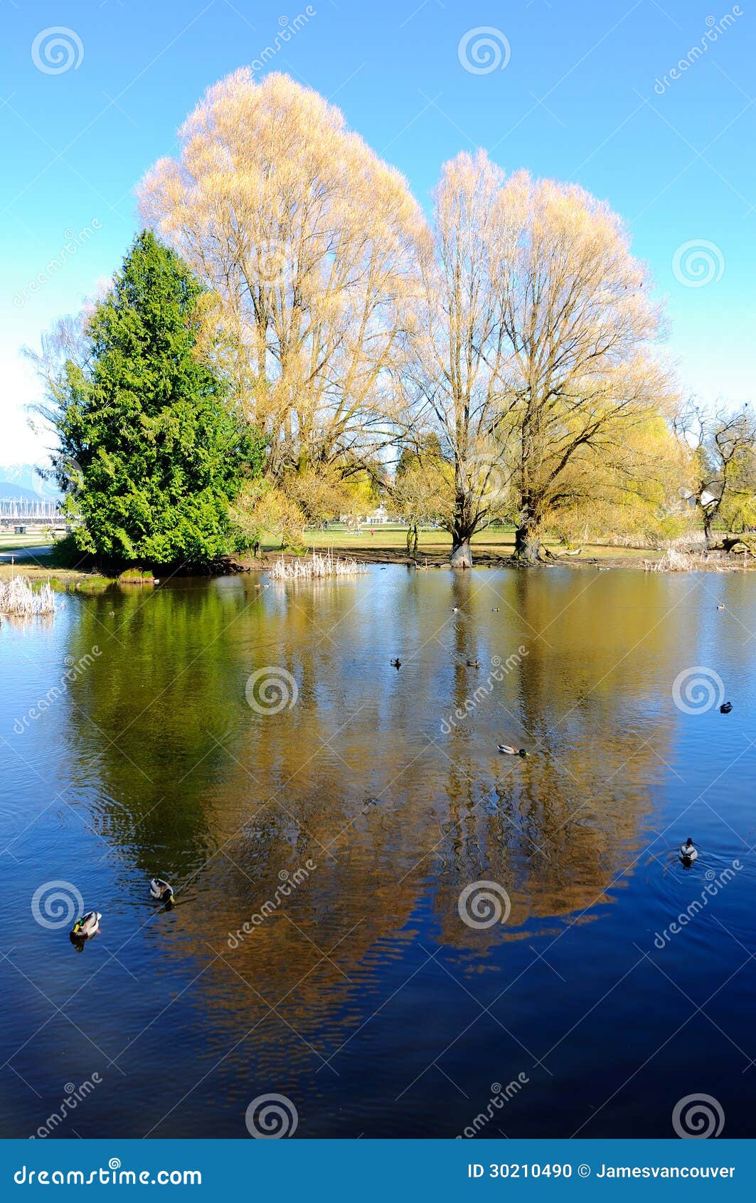 Springtime by the pond stock photo. Image of canada, pond - 30210490