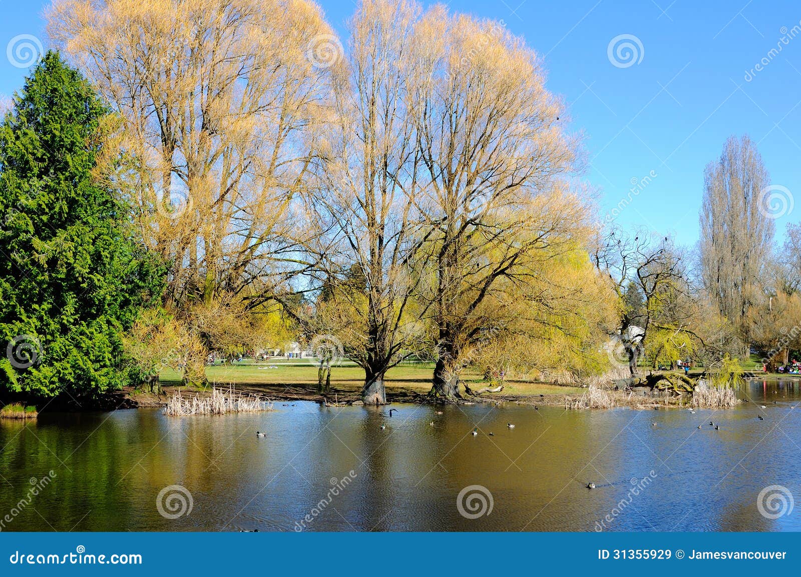 Springtime by the pond stock image. Image of springtime - 31355929