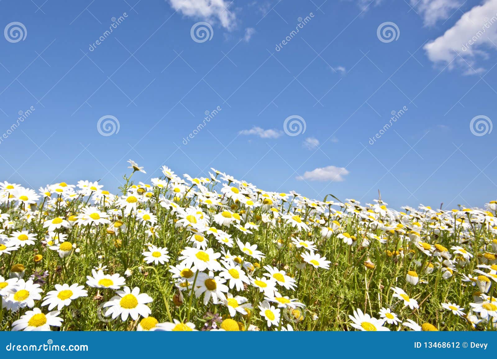 Springtime in Portugal stock photo. Image of spring, leaves - 13468612