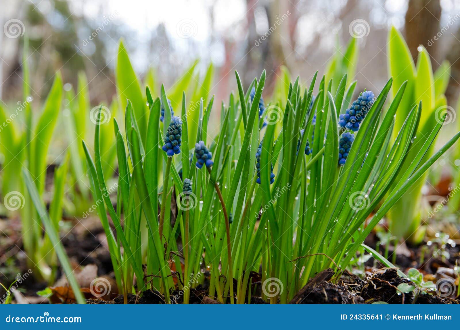 Springtime after rain stock image. Image of defocus, blossom - 24335641