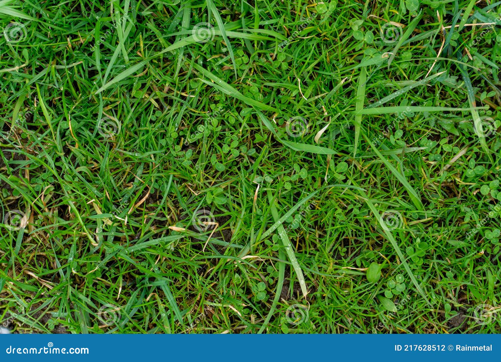 Springtime Grasses and Young Clover Stock Photo - Image of herbs ...