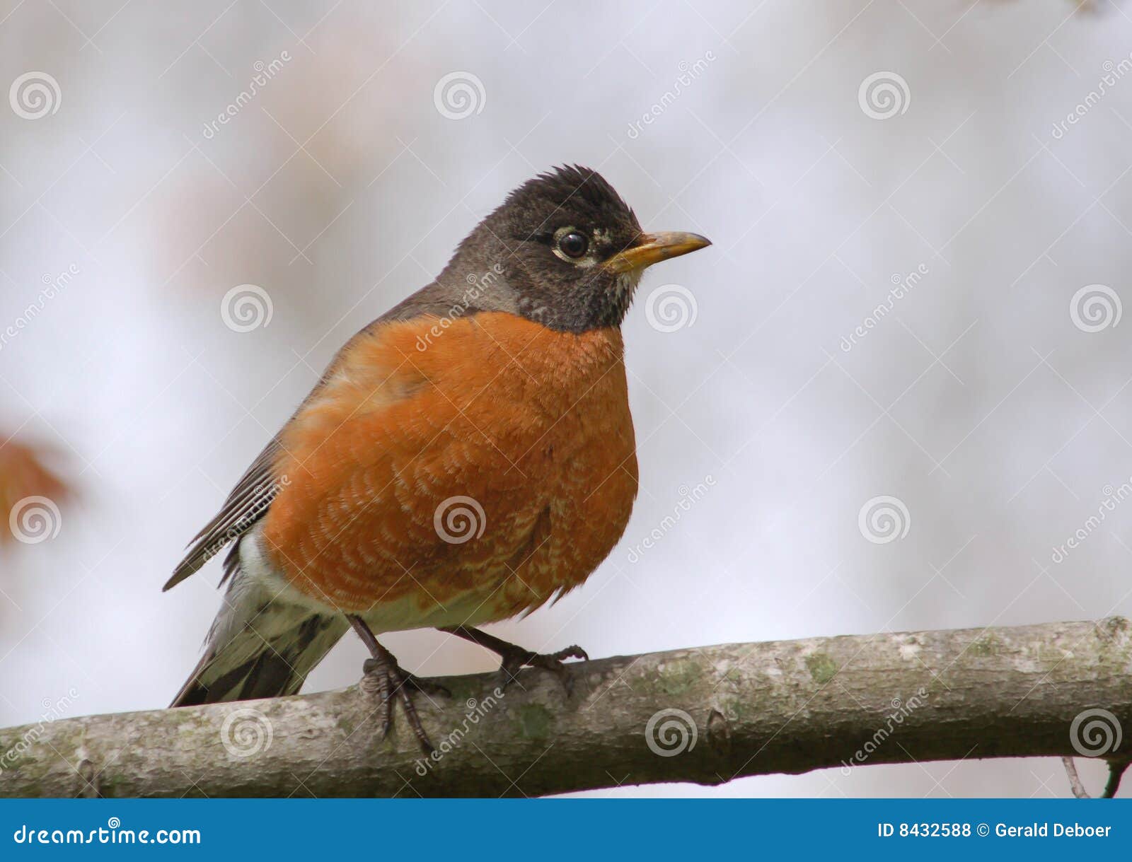 Springtime Robin stock photo. Image of robin, singing - 8432588