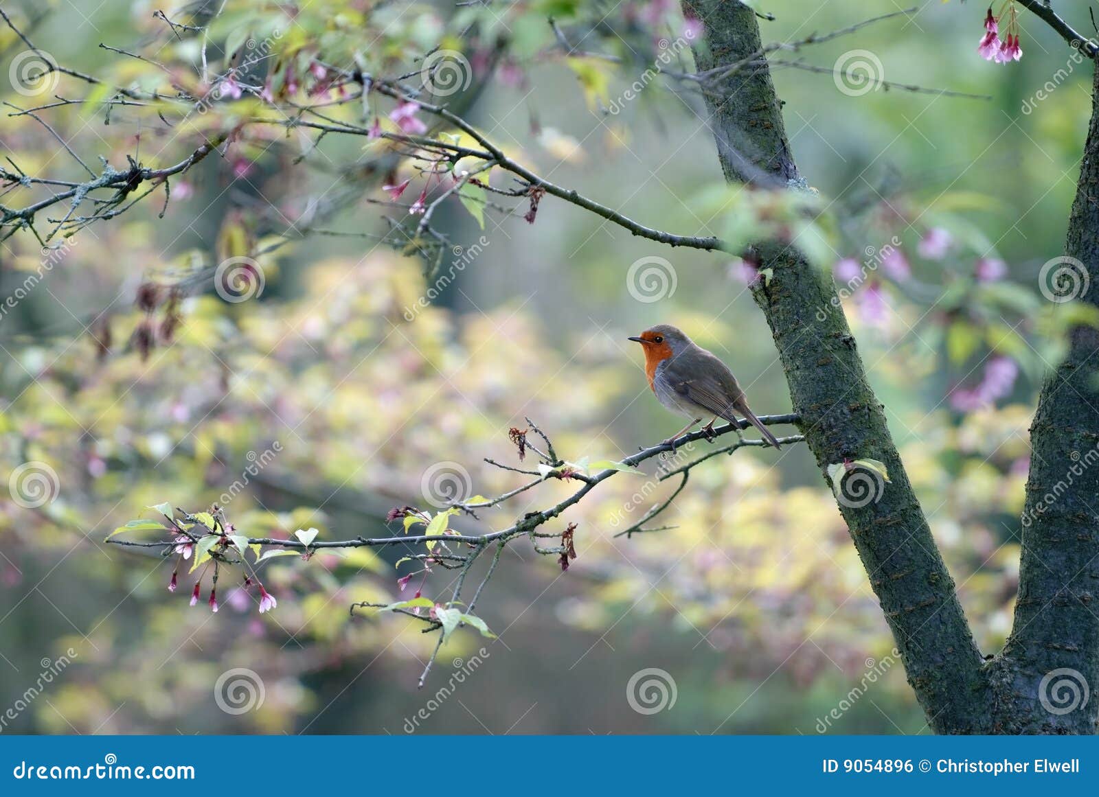 Springtime Robin stock photo. Image of branch, rubecula - 9054896