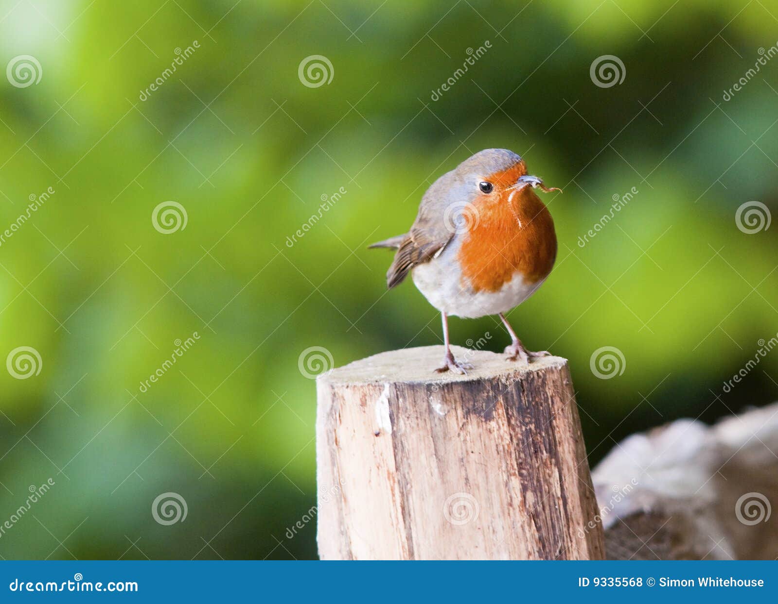 Springtime Robin stock photo. Image of animal, fence, brown - 9335568