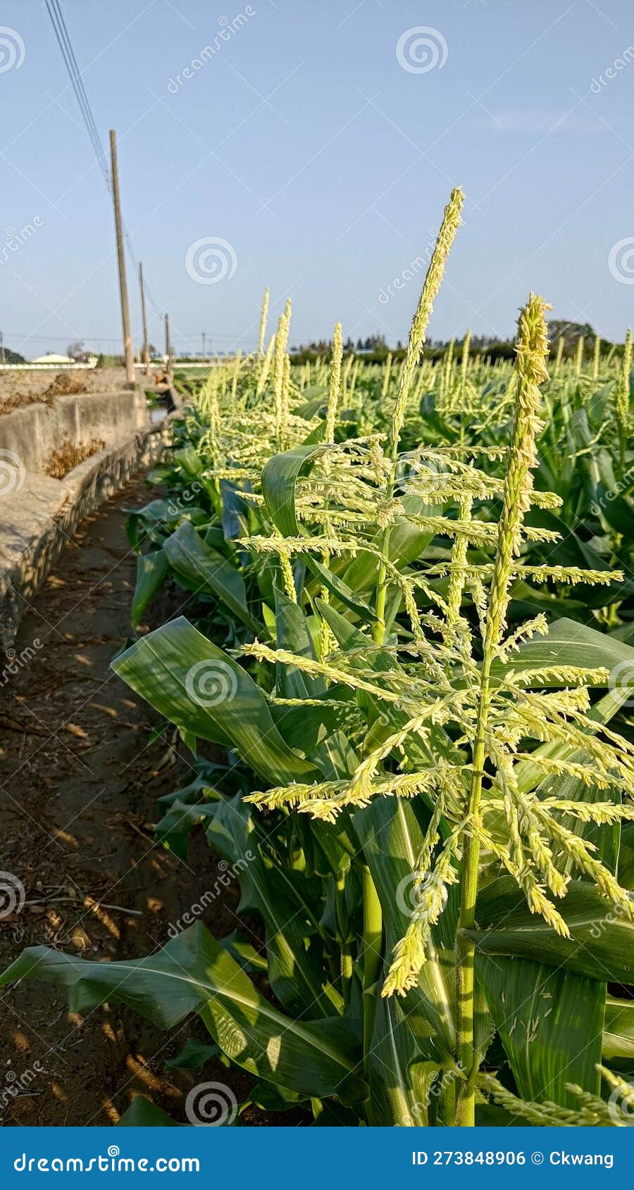 In the Springtime in Rural Taiwan, the Corn in the Fields Begins To ...