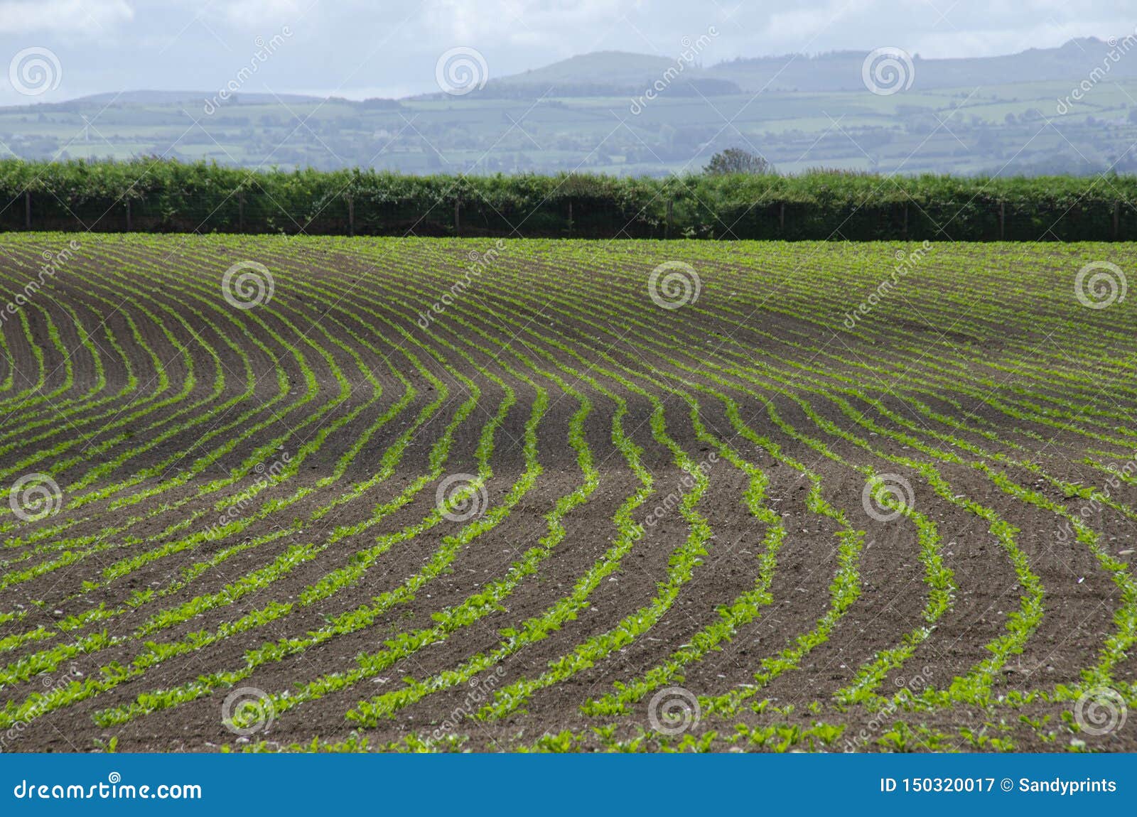 Springtime Rural Young Crop Growing. Stock Image - Image of welsh ...