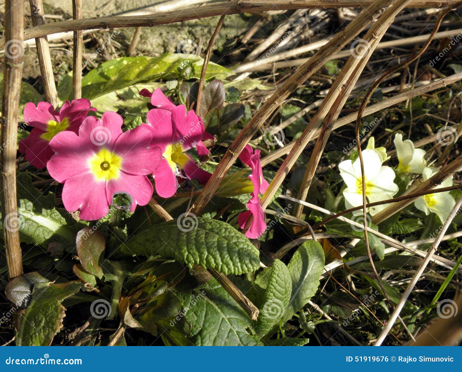 Springtime S Wild Primroses Stock Photo - Image of primroses, forest ...