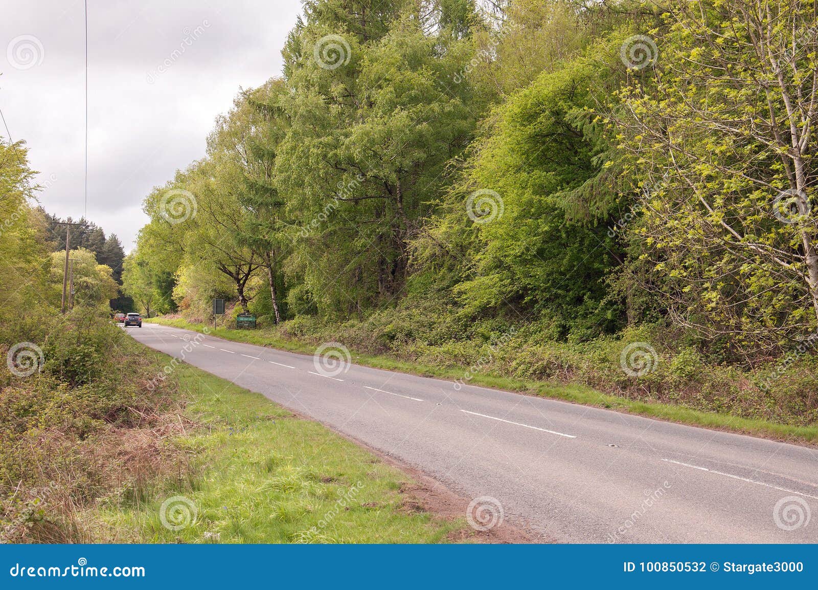 Springtime Roadside in the Forest of Dean. Stock Photo - Image of ...