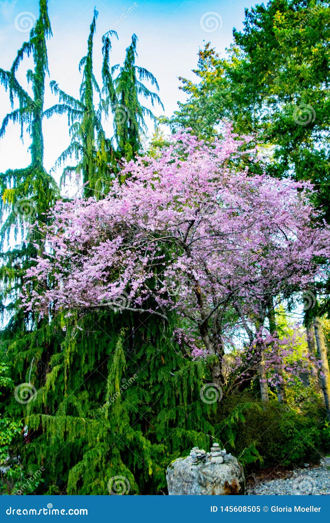 Springtime in Seattle stock image. Image of park, destination - 145608505