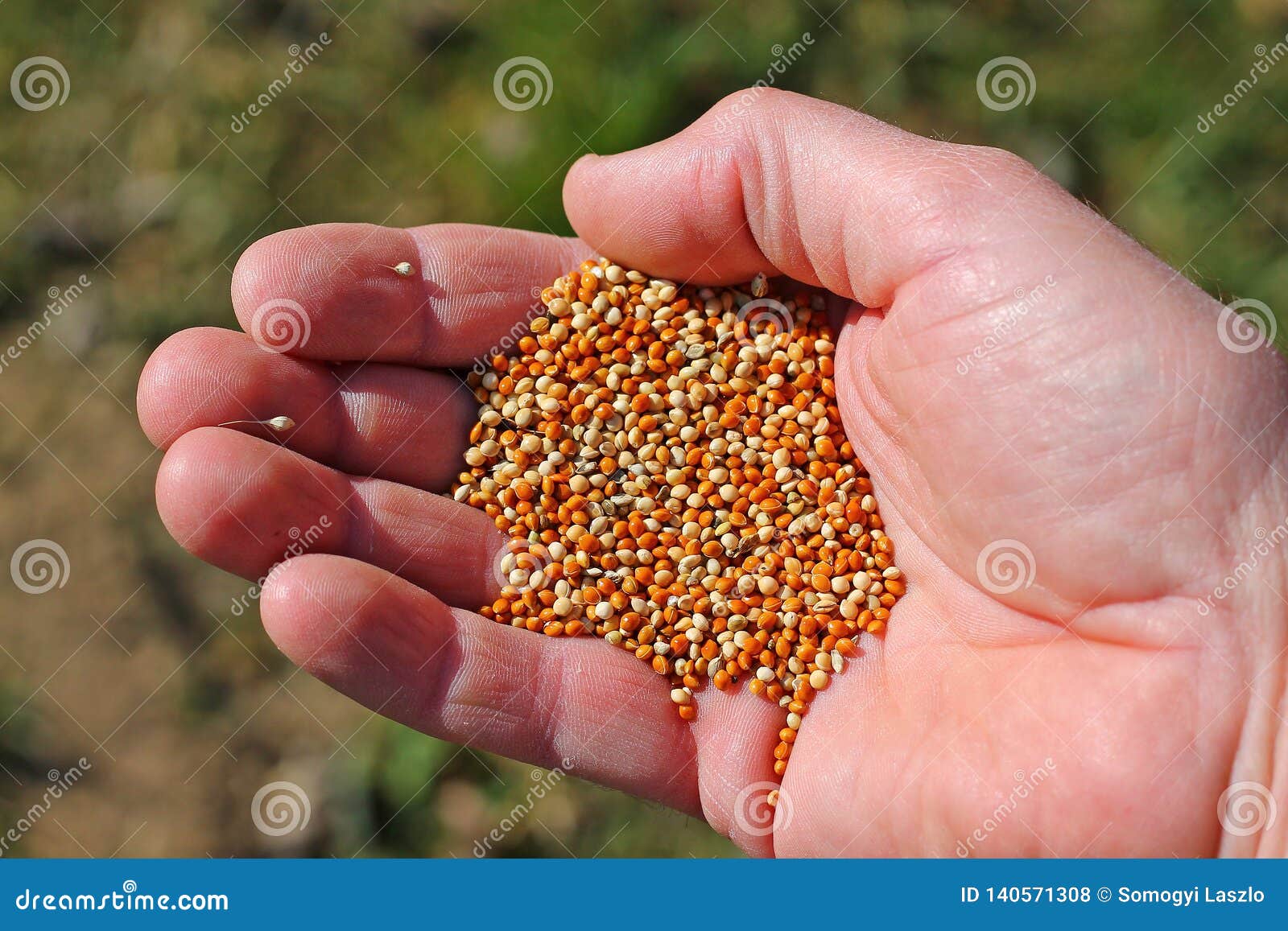 Springtime seed sowing. stock photo. Image of garden - 140571308