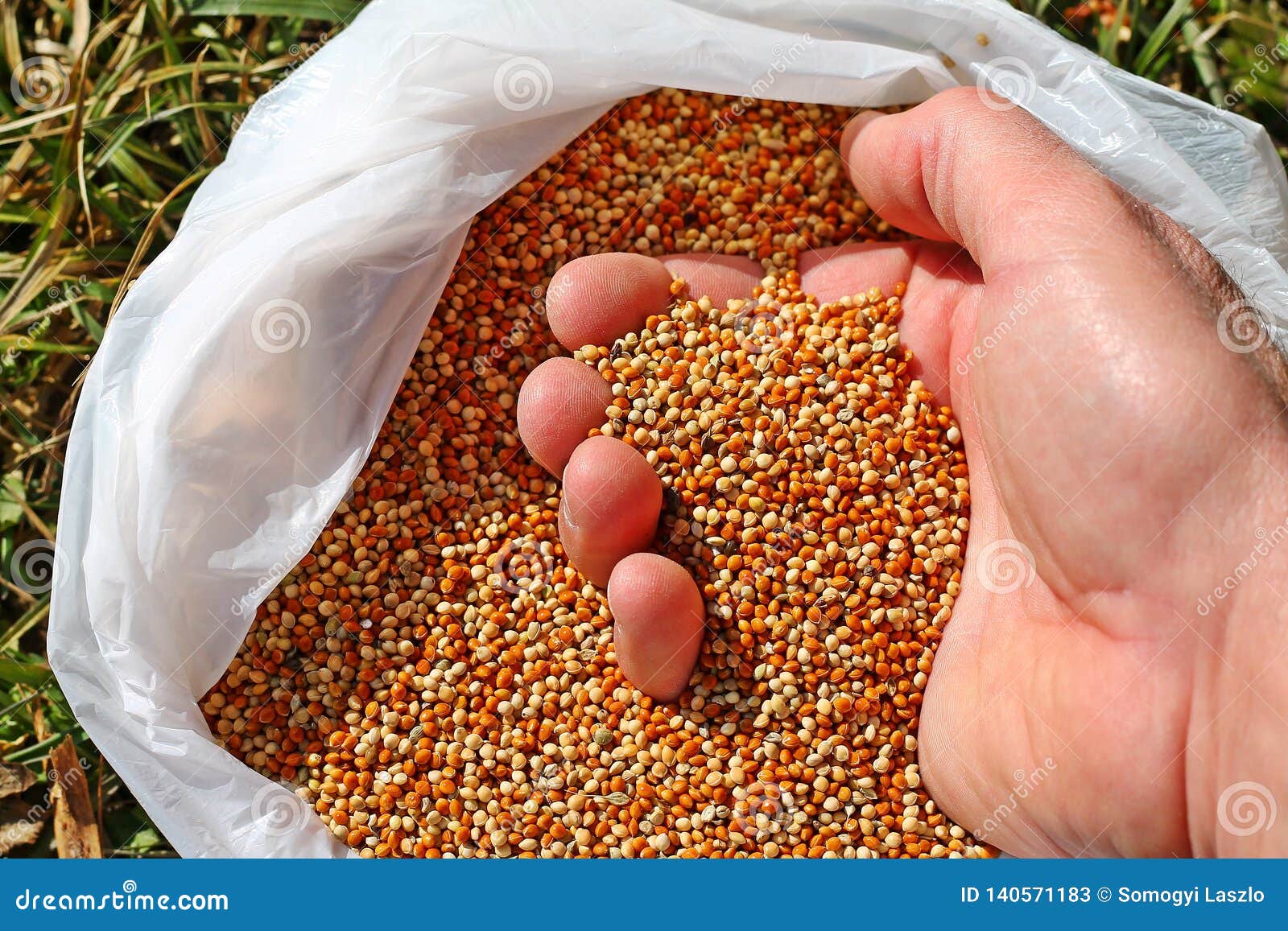 Springtime seed sowing. stock image. Image of outdoor - 140571183