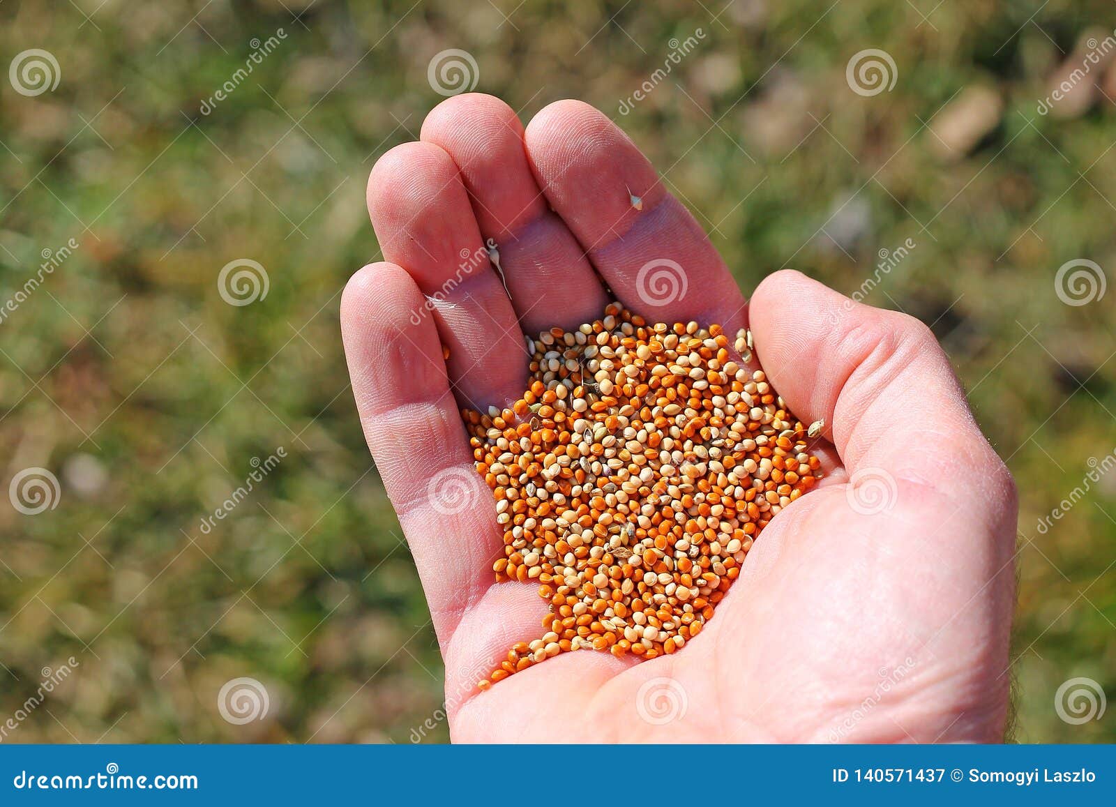 Springtime seed sowing. stock image. Image of ingredient - 140571437