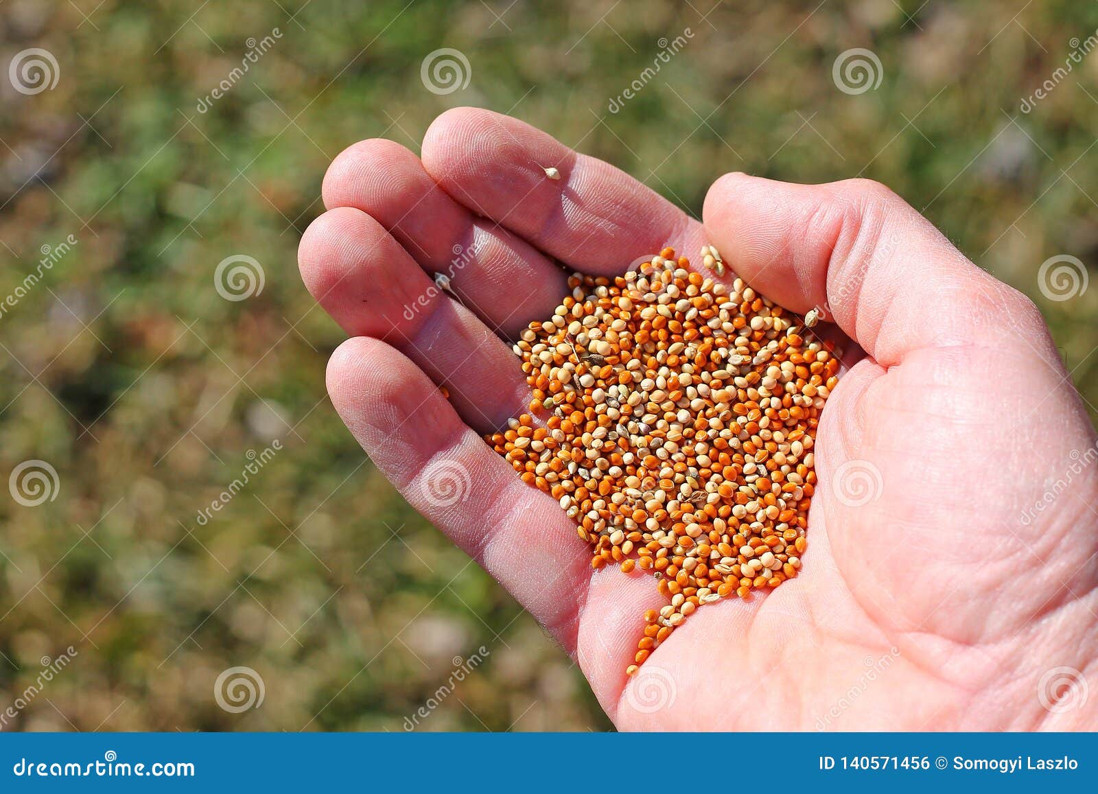 Springtime seed sowing. stock photo. Image of vegetarian - 140571456