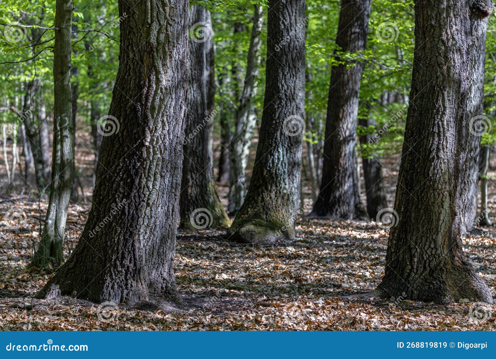 Springtime in a Sessile Oak Quercus Petraea Forest in Hungary Stock Image - Image of outdoor ...