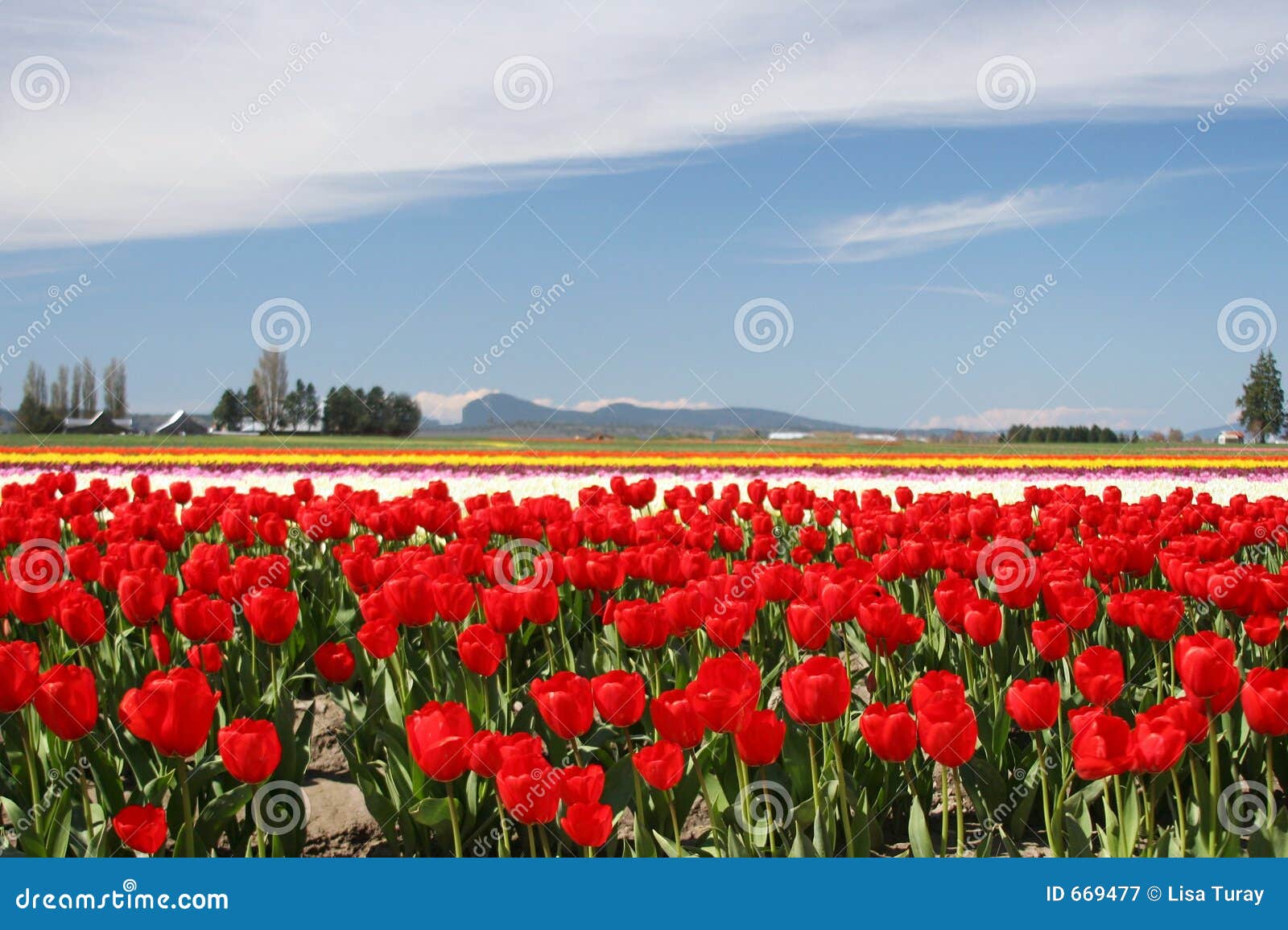 Springtime in Skagit Valley Stock Image - Image of nature, tulip: 669477