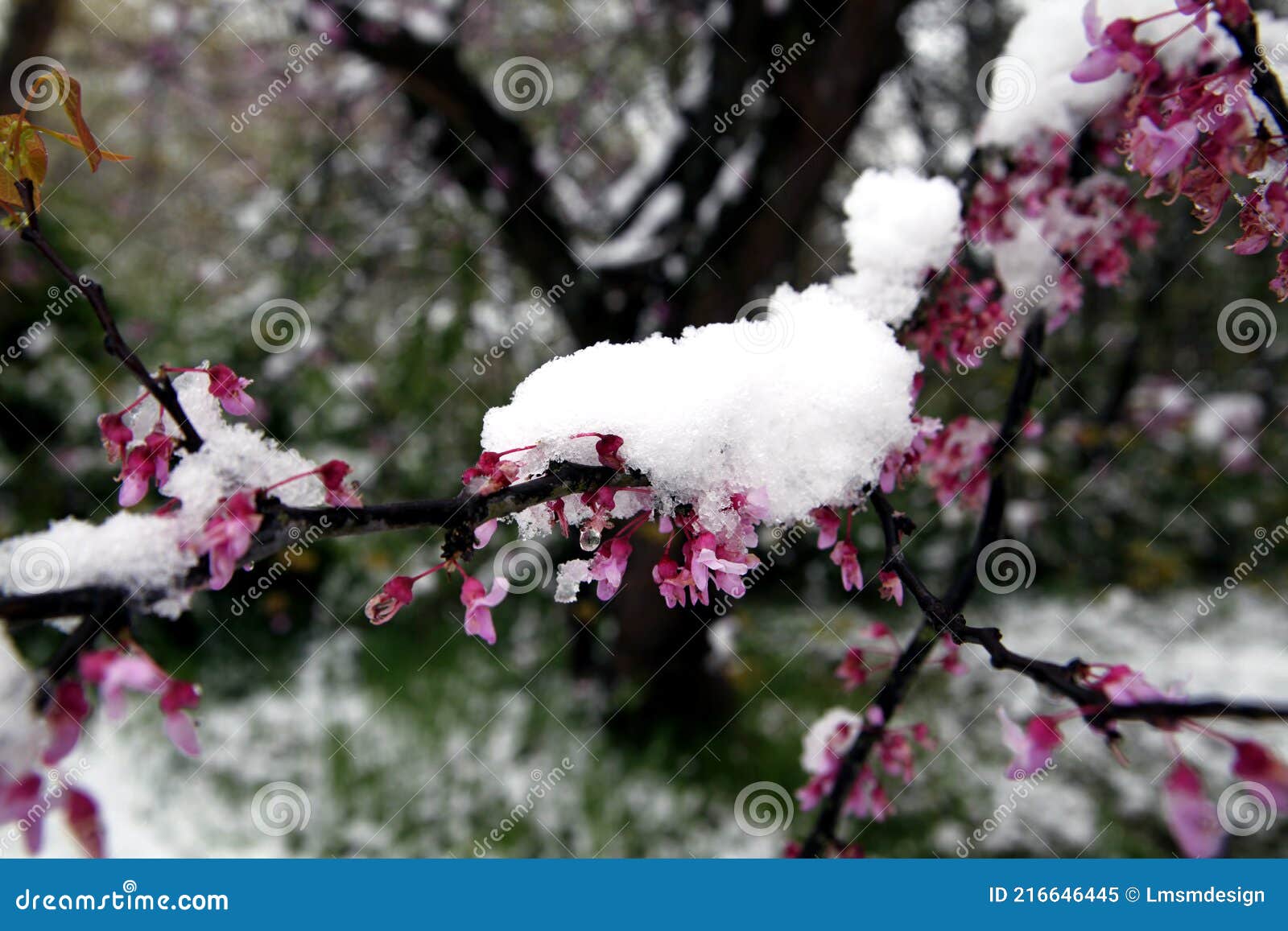 Springtime Snow on Redbud Tree Branch Close Up Stock Image - Image of ...
