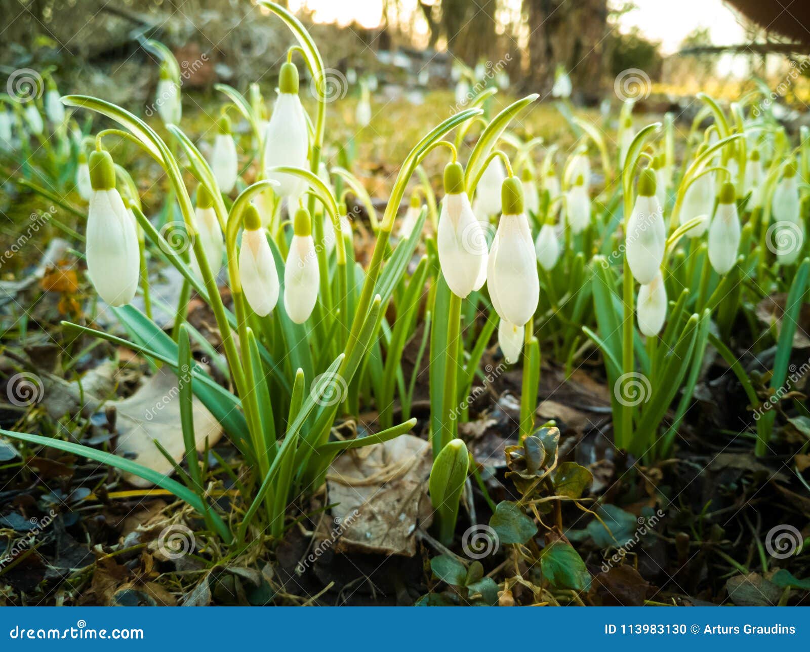 Springtime snowdrops stock photo. Image of flowers, snowdrops - 113983130