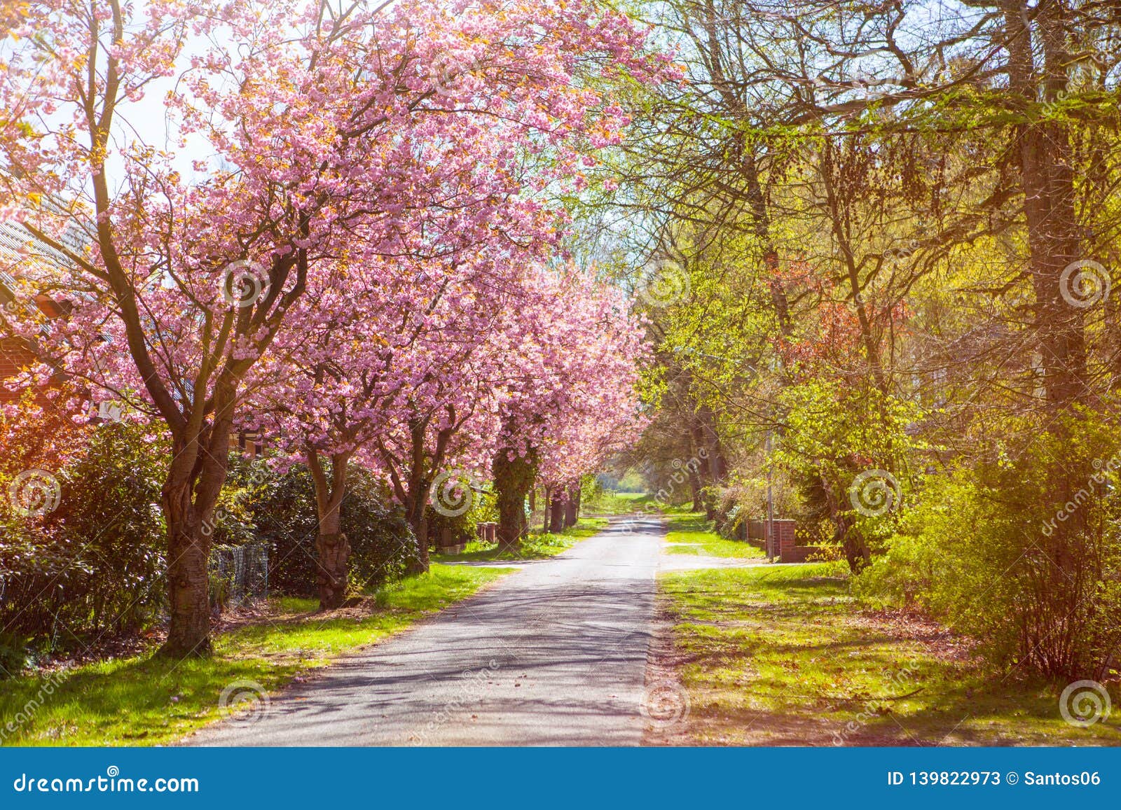 Springtime stock image. Image of park, flower, seasonal - 139822973